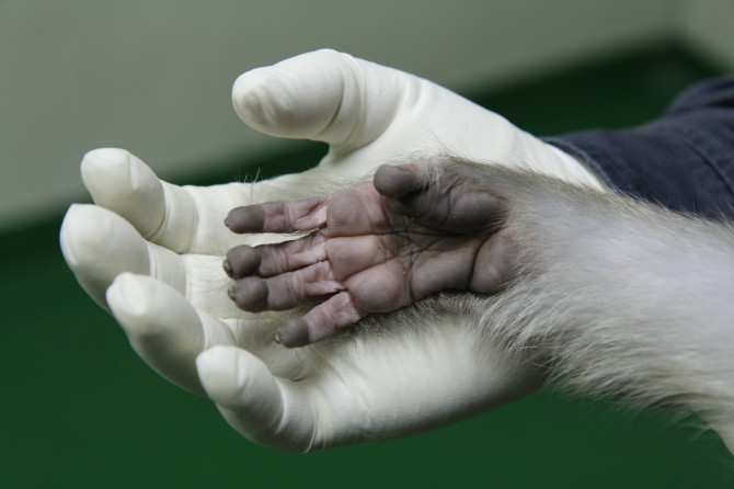 [Year of the Red Monkey Special] The Rhesus Monkey: An Indispensable ...
